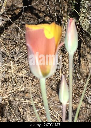 goldenbowl mariposa lily (Calochortus concolor) Plantae Stock Photo - Alamy