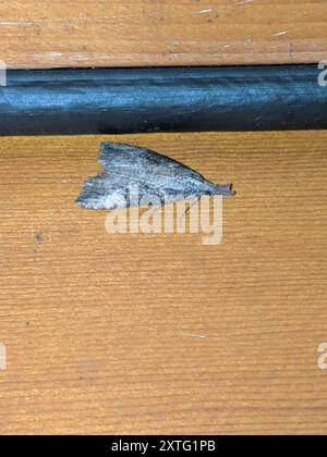 Hop Vine Snout (Hypena humuli) Insecta Stock Photo - Alamy