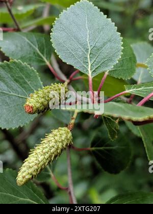 swamp birch (Betula pumila) Plantae Stock Photo - Alamy
