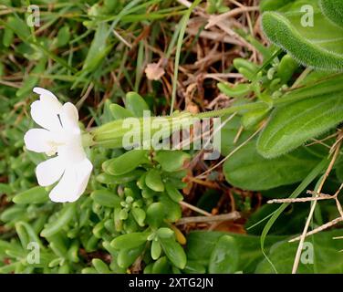 Common Cape Catchfly (Silene undulata undulata) Plantae Stock Photo - Alamy