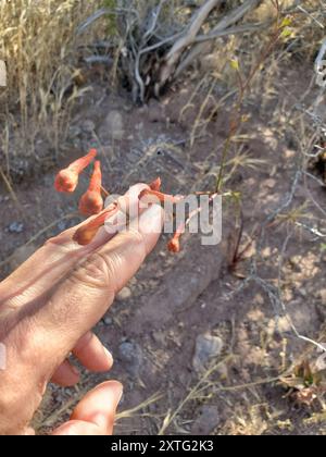 Scarlet Larkspur (Delphinium cardinale) Plantae Stock Photo - Alamy