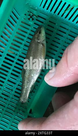 Central Stoneroller (Campostoma anomalum) Actinopterygii Stock Photo ...