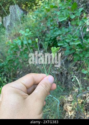 yampahs (Perideridia) Plantae Stock Photo - Alamy