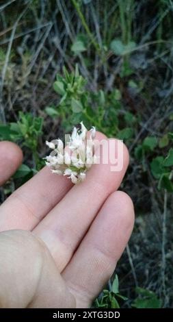 Textile onion (Allium textile) Plantae Stock Photo - Alamy