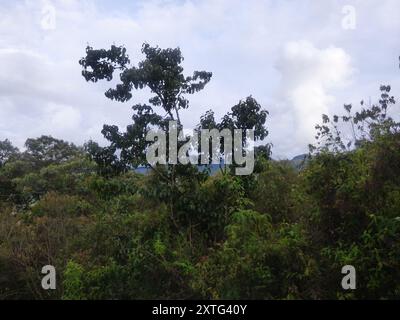 (Trichanthera gigantea) Plantae Stock Photo - Alamy