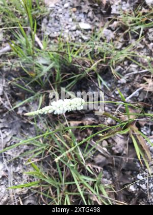 white milkwort (Polygala alba) Plantae Stock Photo - Alamy