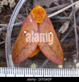 Spiny Oakworm Moth (Anisota stigma) Insecta Stock Photo - Alamy