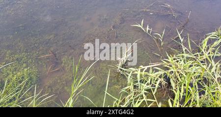 Sessile Marshweed (Limnophila sessiliflora) Plantae Stock Photo - Alamy