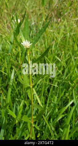 Alligatorweed (Alternanthera philoxeroides) Plantae Stock Photo - Alamy