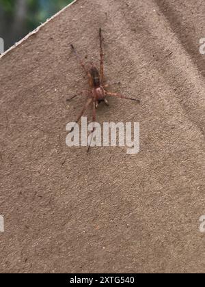 Ghost Spiders (Anyphaenidae) Arachnida Stock Photo - Alamy