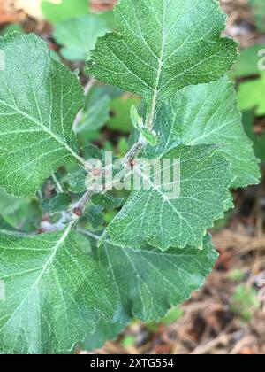 green hawthorn (Crataegus viridis) Plantae Stock Photo - Alamy