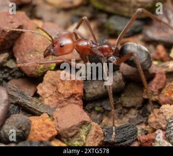 Southern Meat Ant (Iridomyrmex purpureus) Insecta Stock Photo - Alamy
