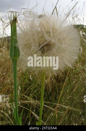 Salsifies (Tragopogon) Plantae Stock Photo - Alamy