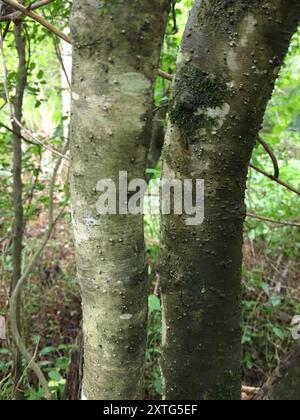 possumhaw (Ilex decidua) Plantae Stock Photo - Alamy