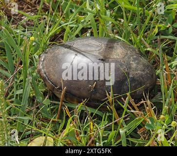 Southeastern Mud Turtle (Kinosternon subrubrum subrubrum Stock Photo ...