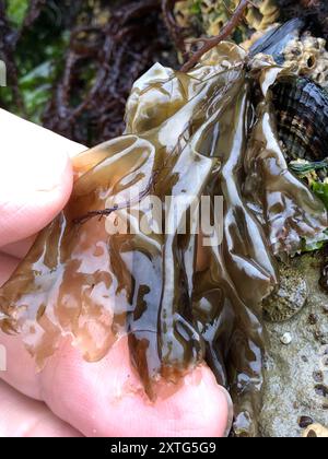 (Neoporphyra perforata) Plantae Stock Photo - Alamy