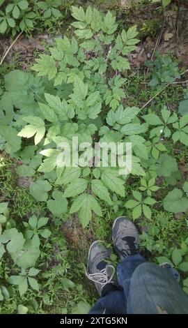 baneberries and cohoshes (Actaea) Plantae Stock Photo - Alamy