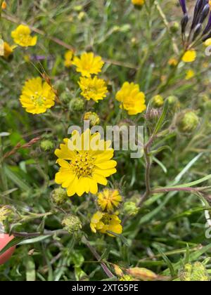 Hayfield Tarweed (Hemizonia congesta) Plantae Stock Photo - Alamy