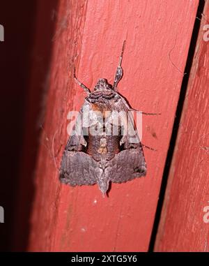 Large Looper Moth (Autographa ampla) Insecta Stock Photo - Alamy
