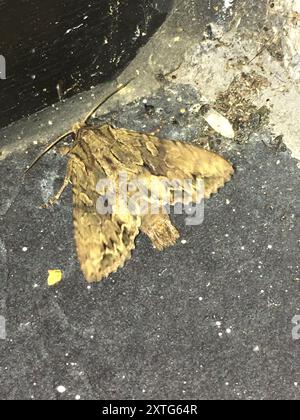 Dark Arches (Apamea monoglypha) Insecta Stock Photo - Alamy