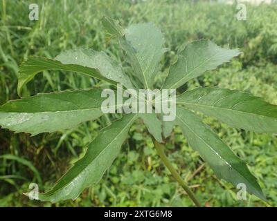 Kenaf (Hibiscus cannabinus) Plantae Stock Photo - Alamy
