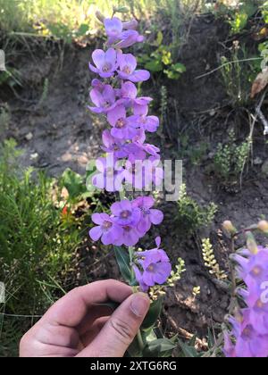 Sidebells Penstemon (Penstemon secundiflorus) Plantae Stock Photo - Alamy