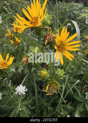 Rosinweeds (Silphium) Plantae Stock Photo - Alamy