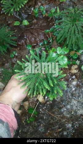flat-branched tree-clubmoss (Dendrolycopodium obscurum) Plantae Stock ...