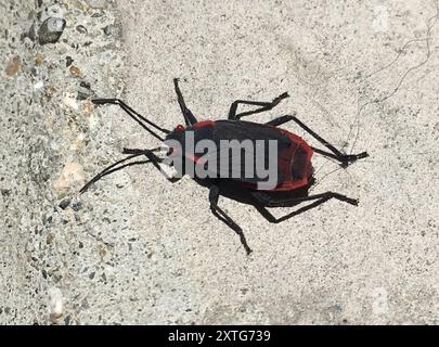Red-shouldered Bug (Jadera haematoloma) Insecta Stock Photo - Alamy