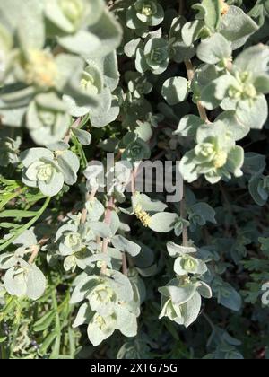 beach saltbush (Atriplex leucophylla) Plantae Stock Photo - Alamy