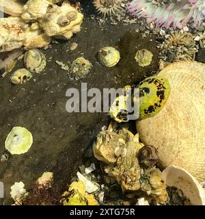 Mask Limpet (Lottia persona) Mollusca Stock Photo - Alamy