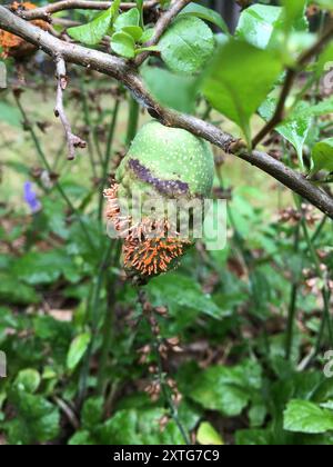 quince rust (Gymnosporangium clavipes) Fungi Stock Photo - Alamy