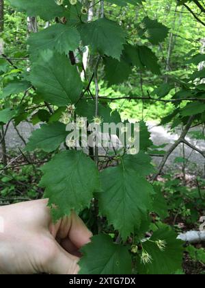 Schuette's Hawthorn (Crataegus schuettei) Plantae Stock Photo - Alamy