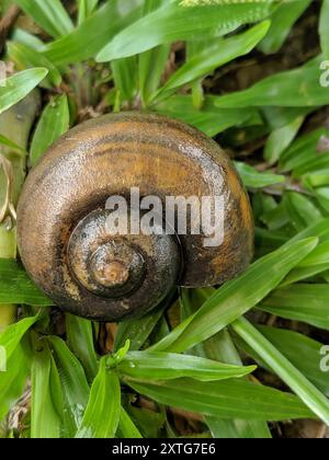 Common Apple Snails (Pomacea) Mollusca Stock Photo - Alamy