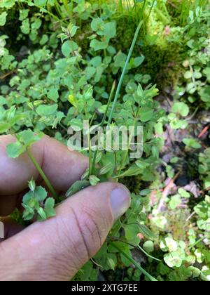 shy monkeyflower (Erythranthe nasuta) Plantae Stock Photo - Alamy