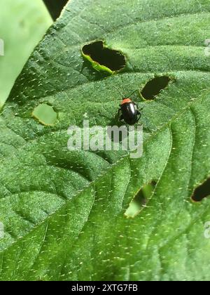 Spinach Flea Beetle (Disonycha xanthomelas) Insecta Stock Photo - Alamy