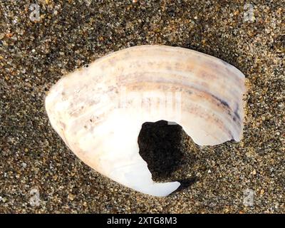 Bent-nosed Clam (Macoma nasuta) Mollusca Stock Photo - Alamy