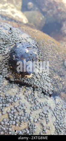 Emarginate Dogwinkle (Nucella emarginata) Mollusca Stock Photo - Alamy