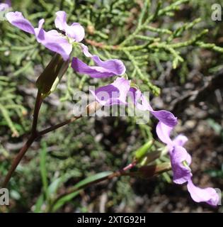Parrya (Parrya) Plantae Stock Photo - Alamy