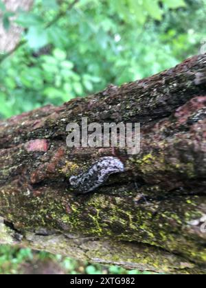 Carolina Mantleslug (Philomycus carolinianus) Mollusca Stock Photo - Alamy