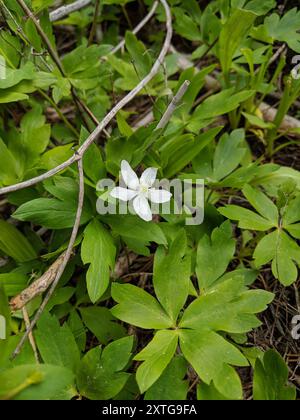 Oregon anemone (Anemonoides oregana) Plantae Stock Photo - Alamy