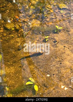 Salmons, Trouts, and Whitefishes (Salmonidae) Actinopterygii Stock ...