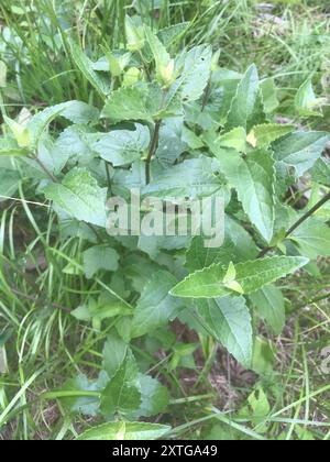 smaller white snakeroot (Ageratina aromatica) Plantae Stock Photo - Alamy