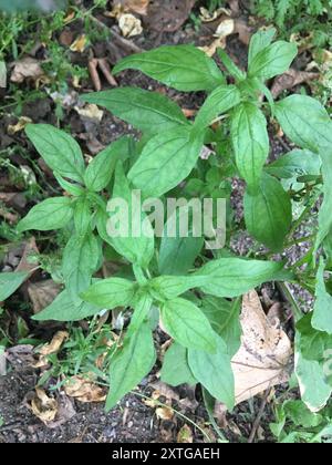 Pennsylvania pellitory (Parietaria pensylvanica) Plantae Stock Photo ...