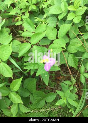 showy meadow-beauty (Rhexia mariana interior Stock Photo - Alamy