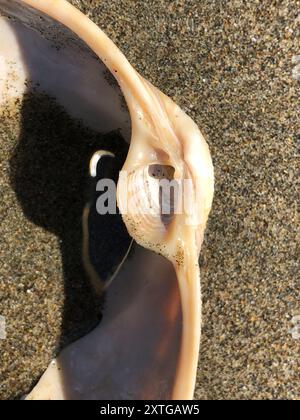 Trough Shells (Mactridae) Mollusca Stock Photo - Alamy