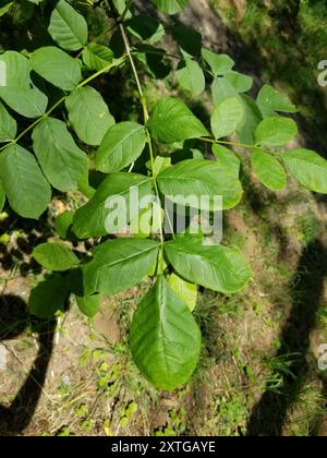 Oregon Ash (Fraxinus latifolia) Plantae Stock Photo - Alamy