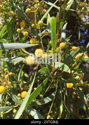 western coastal wattle (Acacia cyclops) Plantae Stock Photo - Alamy
