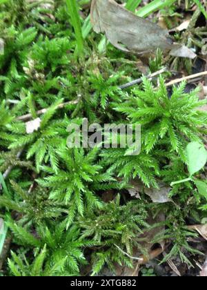 Climacium Mosses (Climacium) Plantae Stock Photo - Alamy