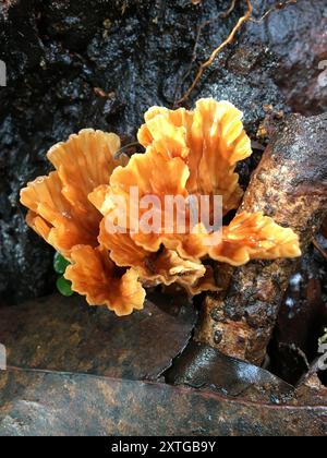 Wine Glass Fungus (Podoscypha petalodes) Fungi Stock Photo - Alamy